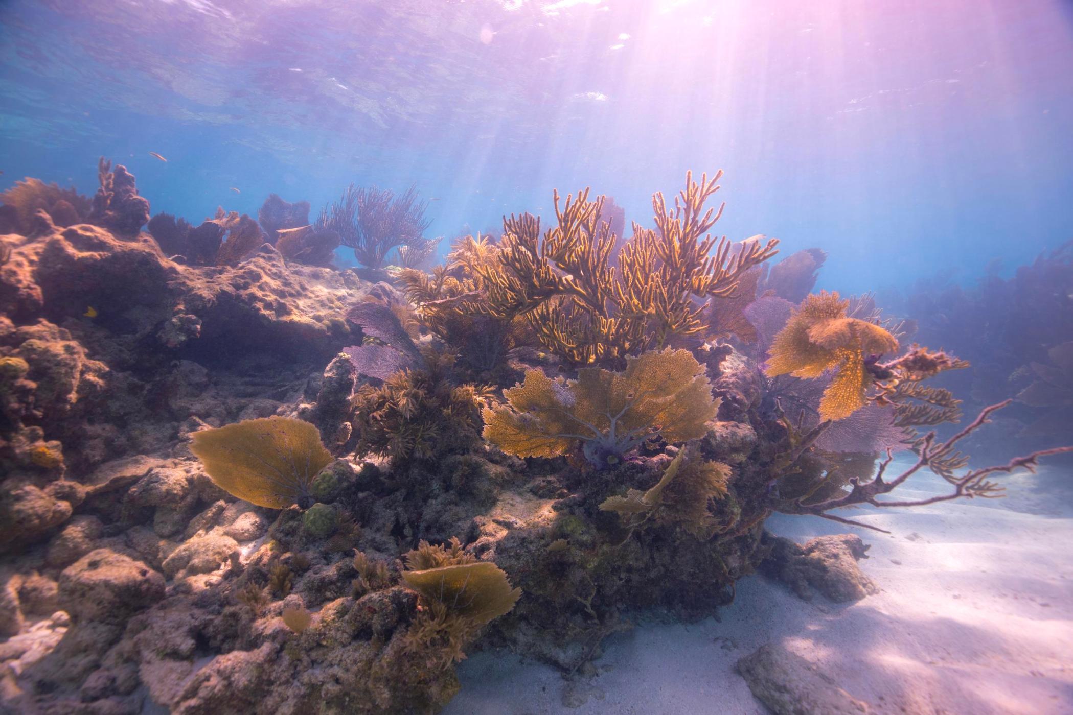 2 Tank Scuba Dive in Key Largo, FL - Diving Trip | Grove Scuba